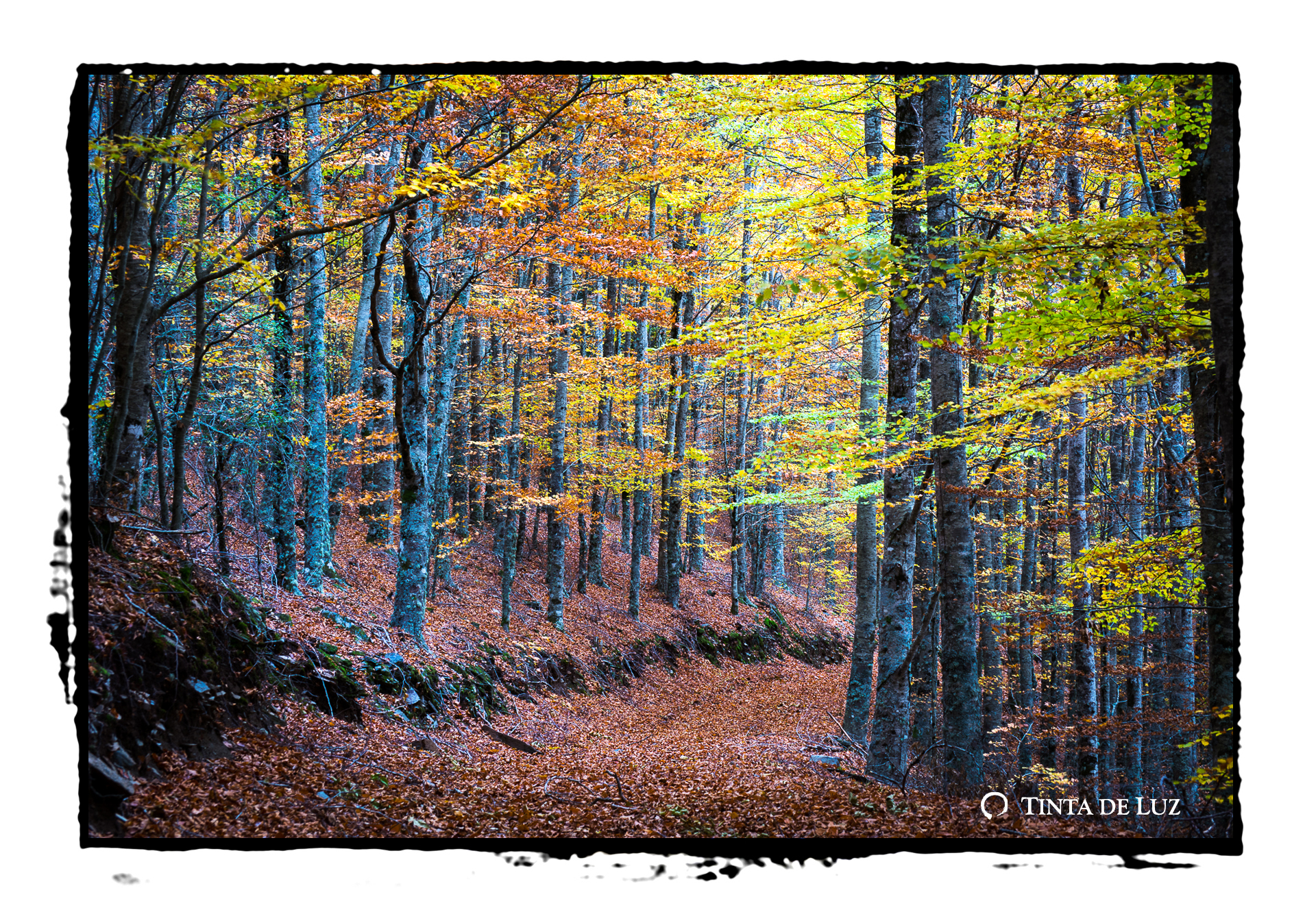 Bosque das Faias - Grove of beech trees, Portugal