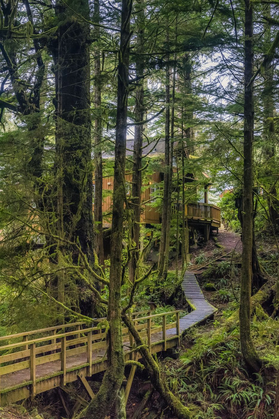 Cabin in the Rainforest, Canada