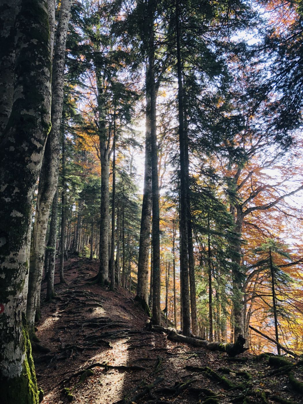 Perucica primeval forest, Sutjeska NP, Bosnia and Herzegovina