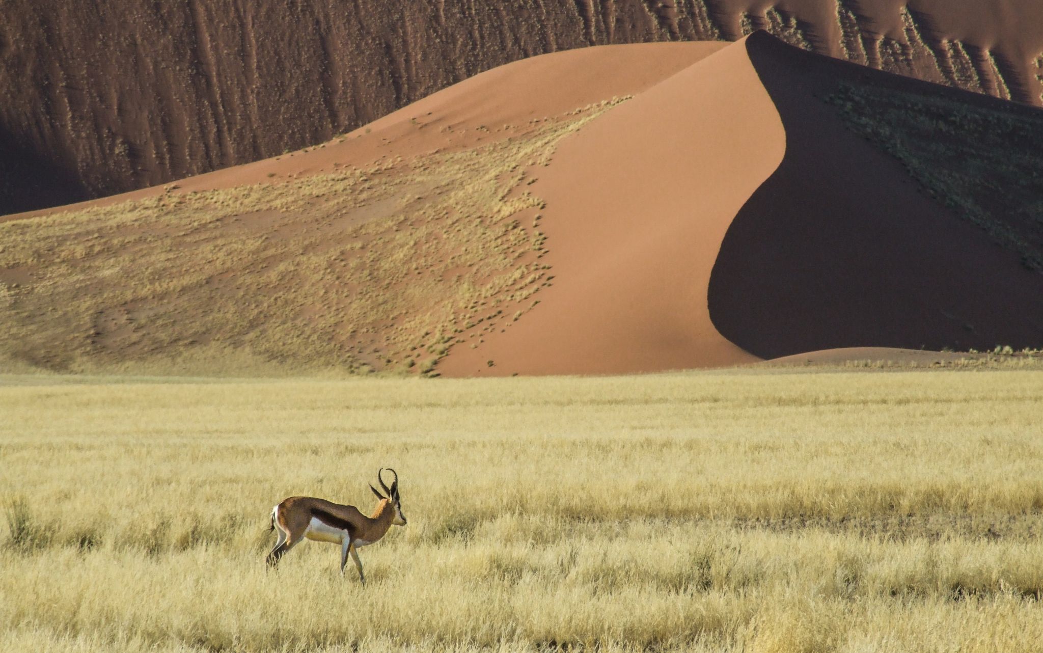 Gazelle and desert, Namibia