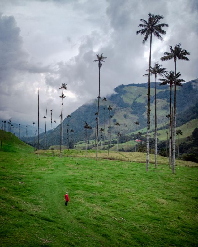 Top 2 photo spots at Cocora Valley in 2021
