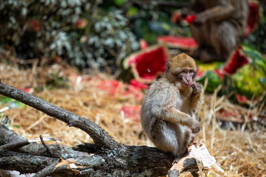 Moroccan Monkey - Top Spots for this Photo Theme