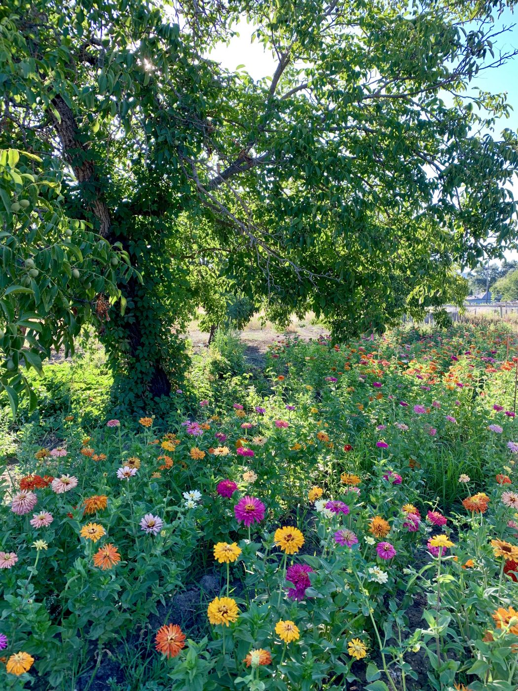Flowers on the farm, USA