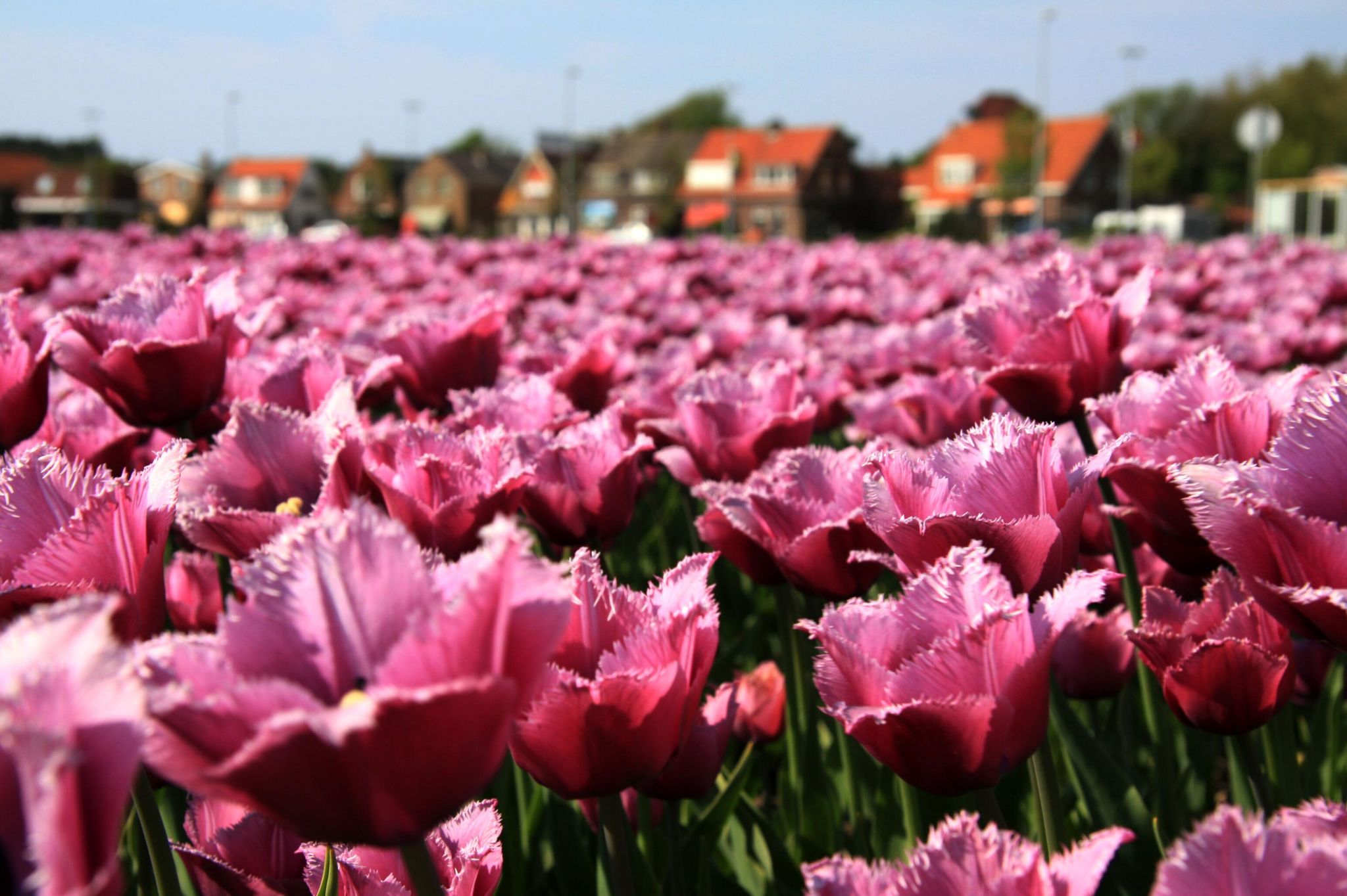 Blumenfeld, Netherlands