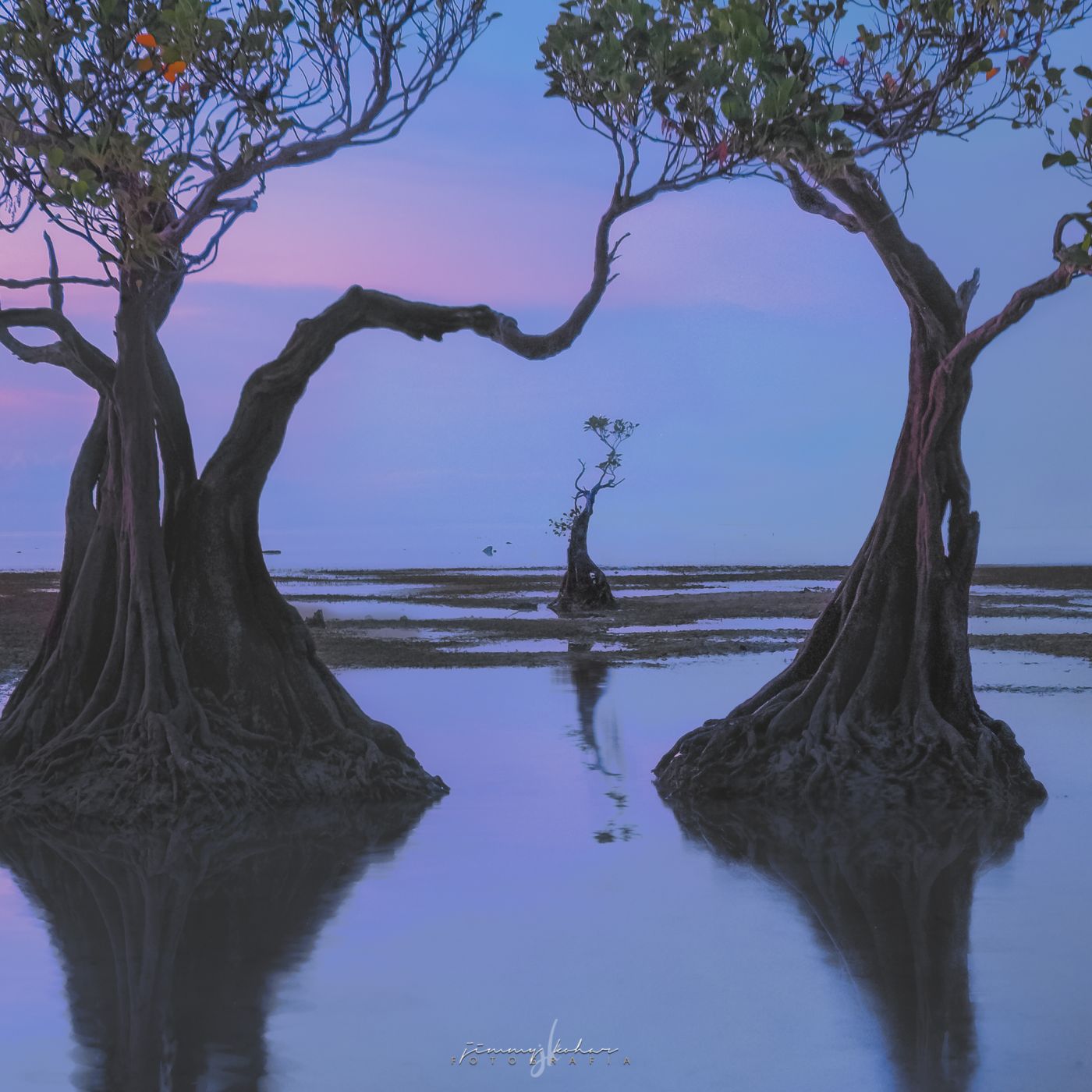 Mangrove Trees of Walakiri Beach, Indonesia